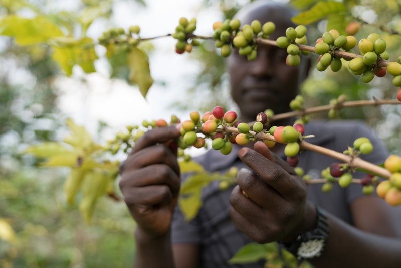 What Makes Rwandan Coffee Unique - Land of a Thousand Hills Coffee